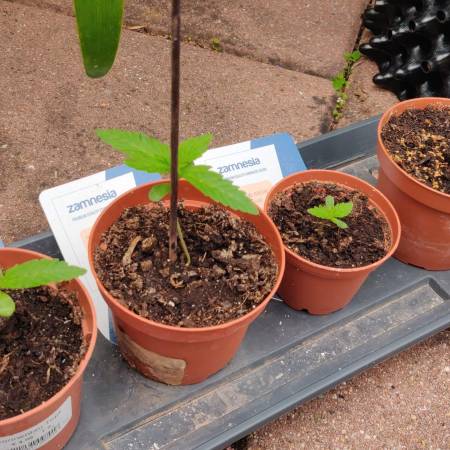 Auto Mazar, Auto Purple CousKush, Blueberry Automatic, Critical Cheese ...