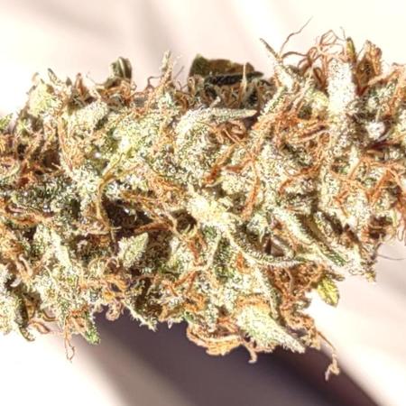 Purple moon cheese 2 grow journal by Growyourhi - GrowDiaries