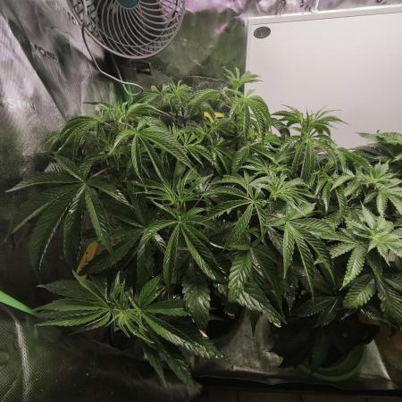 Cherrytini grow journal by Jessi576 - GrowDiaries