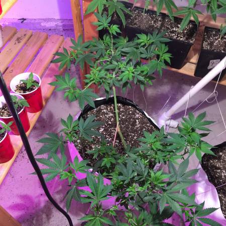 Custom Breeder & Strain Colombian Gold grow journal by FloridaBuzz ...