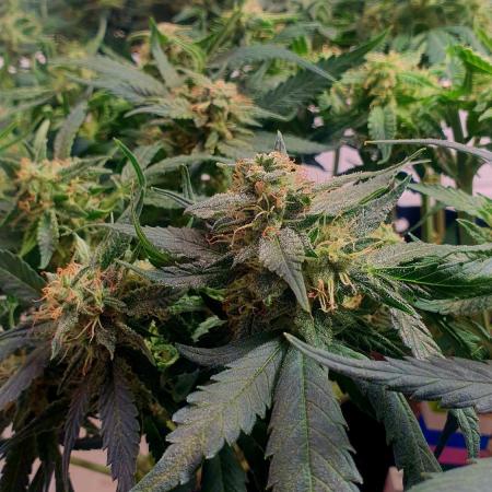 Papaya Cookies Auto #1 grow journal by hinterhofgrower