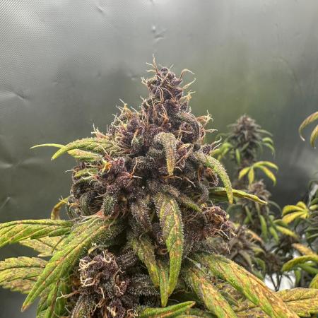 Devil Cream- Summer Autos 2025 grow journal by InsideAz ...