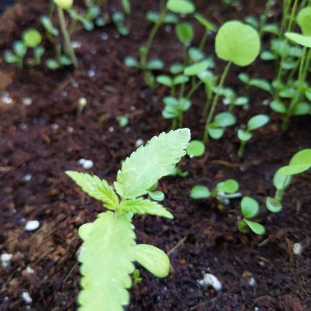 WONDER PIE GHSC 2020 grow journal by Smithsgrow420 - GrowDiaries