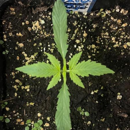 Banana Blaze Auto Dutch Passion grow journal by Hempcules - GrowDiaries