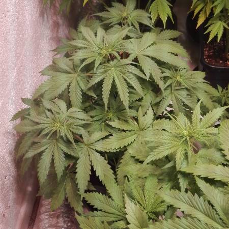 Cherry bomb auto grow journal by Bigbri420 - GrowDiaries