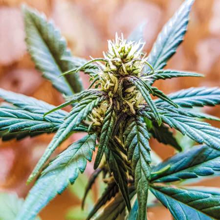LSD-25 FastBuds grow journal by DrGreenSpoon - GrowDiaries