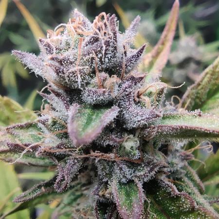 Fast Buds Gorilla Cookies, Lemon Cherry Cookies, Papaya C...