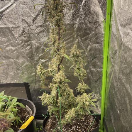 420 FastBuds mix pack grow journal by 4Twentygrows - GrowDiaries