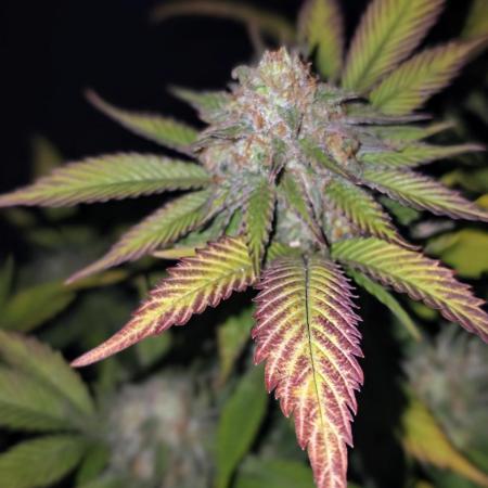 Blue cheese 🥦🧀 grow journal by Pi_growing - GrowDiaries