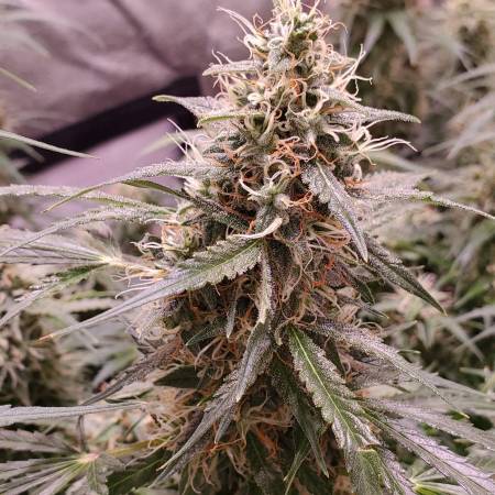 Fantasmo Express, Toof Decay, Sour Bubbly grow journal by ...