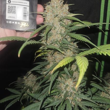 Fastbuds Papaya Cokies Auto grow journal by XXHaseXX - G...