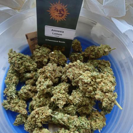 Amnesia Lemon grow journal by XXHaseXX - GrowDiaries