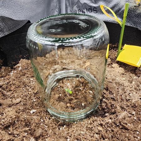 Canuk Seeds Obi Wan Kush grow journal by ThatGuyWhoGrows - GrowDiaries