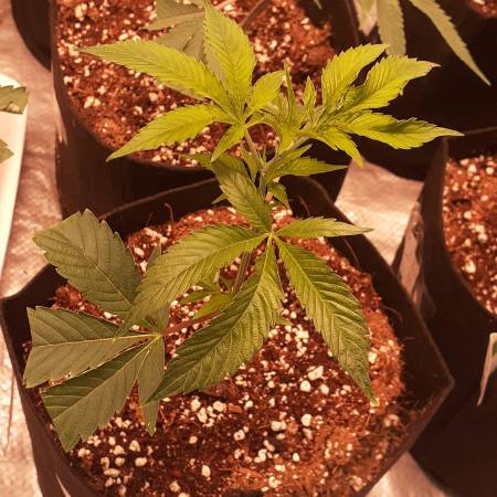 Greasy Runtz, Project z exotic genetix, Silly susan exotic genetix ...