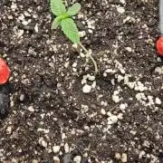 Fast Buds Rainbow Melon grow journal by Northstar_cannabis - GrowDiaries