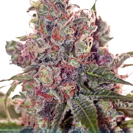 Sweet Seeds Papaya Zoap Auto grow journal by UnitedStrainsGermany ...