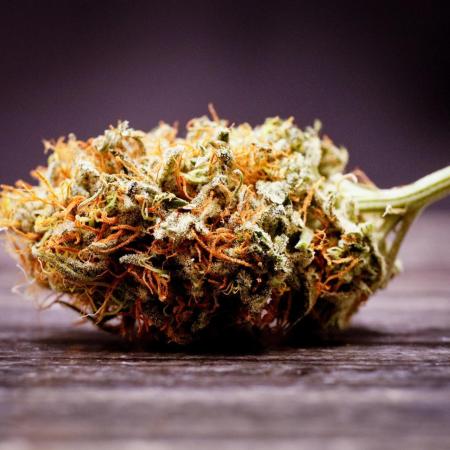 Gelato OG on 2x2x4 grow journal by Freddy021 - GrowDiaries