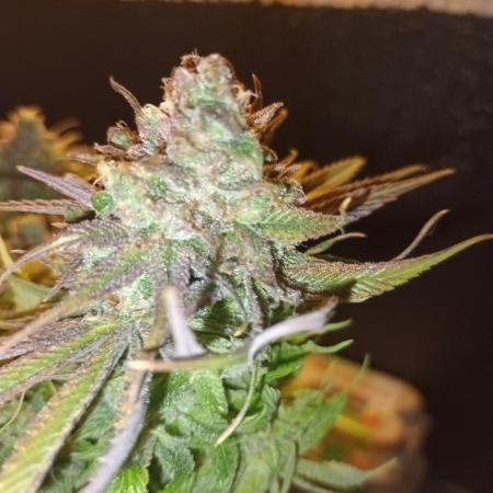 Caribbean Ultra - New Strain - WeedSeedShop grow journal...
