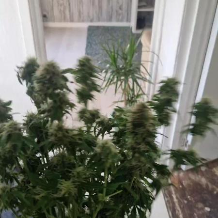 Zamnesia watermelon grow journal by Takeaims - GrowDiaries