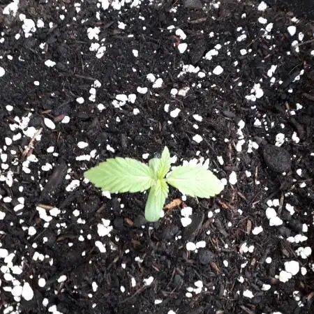 Apple Fritter Automatic Seeds by Royal Queen Seeds - GrowDiaries