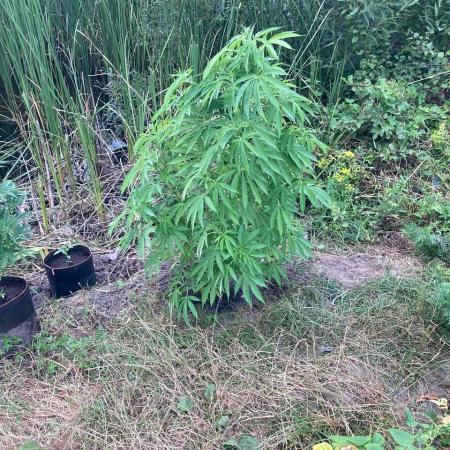 California Hash grow journal by Another_One - GrowDiaries