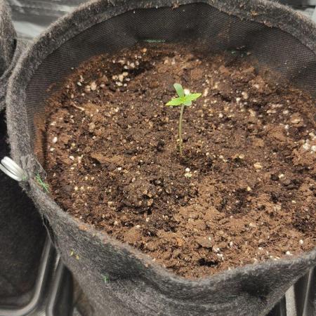2025-11-07 Quick One grow journal by leo__bulero - GrowDiaries