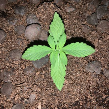 Cheese Autoflowering, Mamba, Fruit tree, Cheese XXL Autoflowering, Big ...