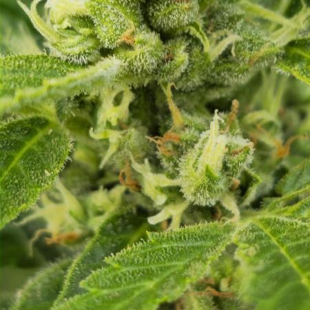 Apricot auto grow journal by Dendegrow - GrowDiaries