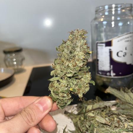 Sour Diesel, Blue Dream and Amnesia Zkittlez (My first in...