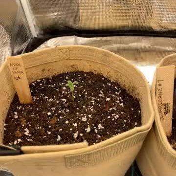 Made of Honor, Slurricane #7 S1 grow journal by GrihmeyGrows - GrowDiaries