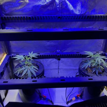 Compound Genetics Jet Puft grow journal by ATLien415 - GrowDiaries