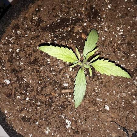 Custom Breeder & Strain Oasis Genetics -NP Auto Critical Mass grow ...
