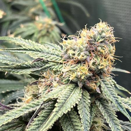 Granny Candy grow journal by klugan2 - GrowDiaries