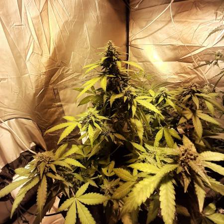 LSD-25 Auto, Lemon AK Auto, LSD Auto, Green Crack Auto grow journal by ...
