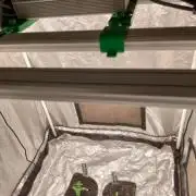 ETHOS Genetics Mandarin Cookies R1 V2 grow journal by Phinfan6738 ...