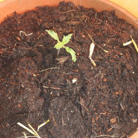 TerpyZ Mutant Genetics Feral Fuel ABC© grow journal by PatriciaGant ...