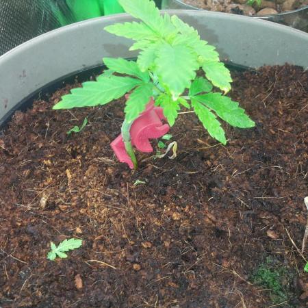 Anesia Seeds Apricot Oreoz grow journal by PatriciaGant - GrowDiaries