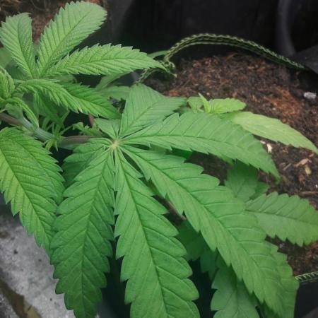 TerpyZ Mutant Genetics Lost Name grow journal by PatriciaGant - GrowDiaries