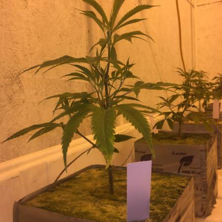 GG4 and Zookies grow journal by MrDuffleBags - GrowDiaries