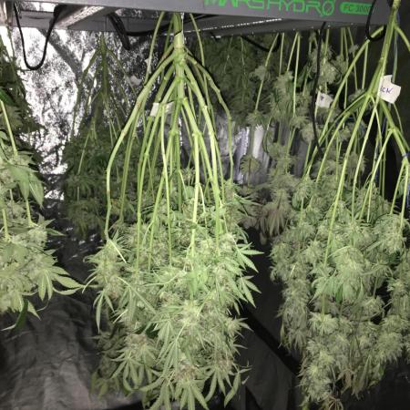 Philosopher Seeds Lemon OG Candy grow journal by GrowURownMedical ...