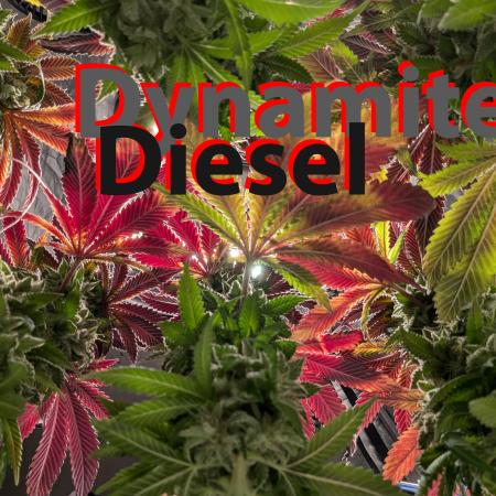 Dynamite Diesel Strain (Sour Diesel x Skywalker OG) - Royal Queen Seeds ...