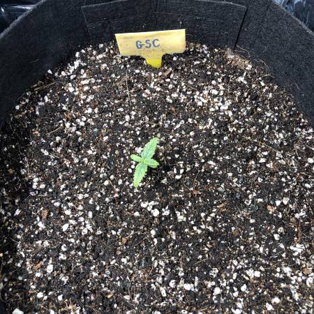 GSC !!!! grow journal by Coollikepk - GrowDiaries