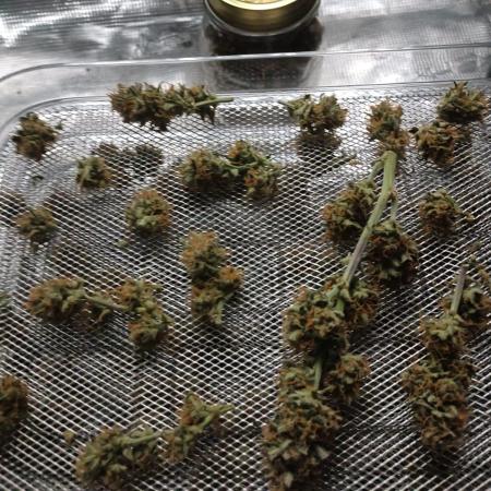 Blackberry Moonrocks Auto grow journal by Fisseb - GrowD...