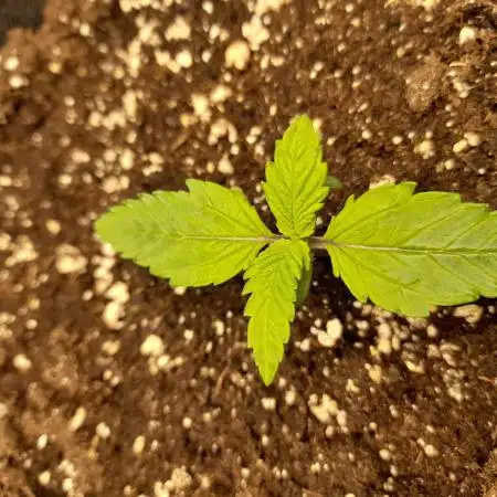 Strawberry Gorilla Auto Seeds by Fast Buds - GrowDiaries