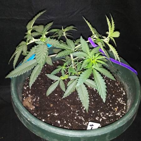 Custom Breeder & Strain Blue Dream grow journal by TheRoachBox ...