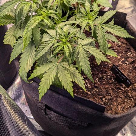 Skywalker OG Auto by rapidalfs grow journal by rapidalfs - GrowDiaries