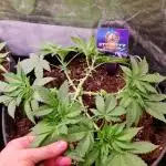 Zamnesia Seeds Runtz grow diary (journal) week2 by Ciocanna - GrowDiaries