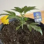 Zamnesia Seeds Runtz Automatic grow diary (journal) week0 by Eric_Bud ...