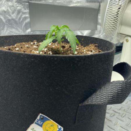 Apple Fritter Automatic, Epsilon F1 grow journal by greenman17 ...