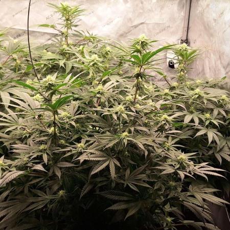 Ripper Seeds Zake grow journal by minipopsAutoFlowersSuck - GrowDiaries